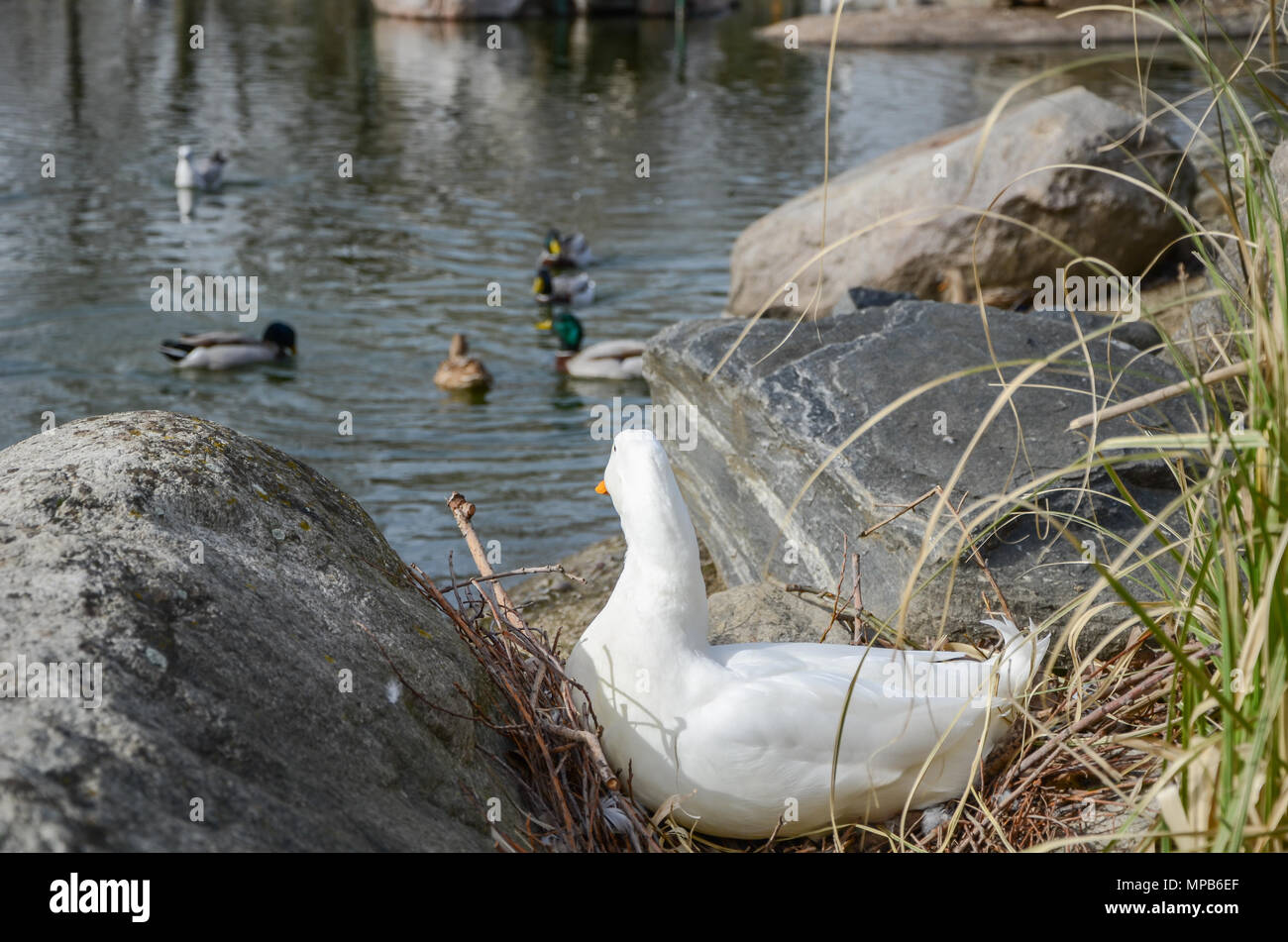 White and lonely duck are looking from afar to the floating ducks in ...