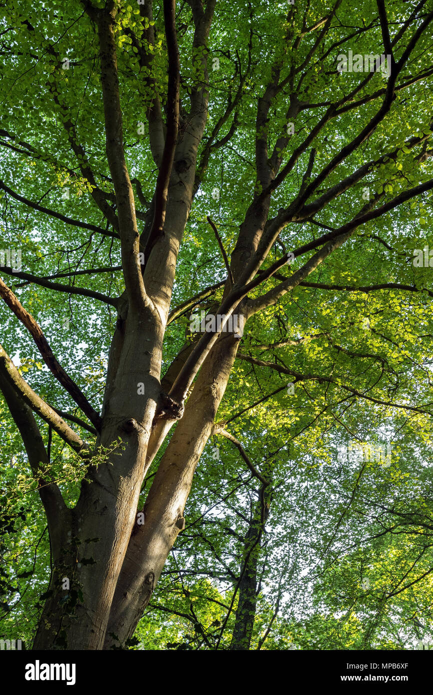 Spring Tree in Forest Stock Photo - Alamy