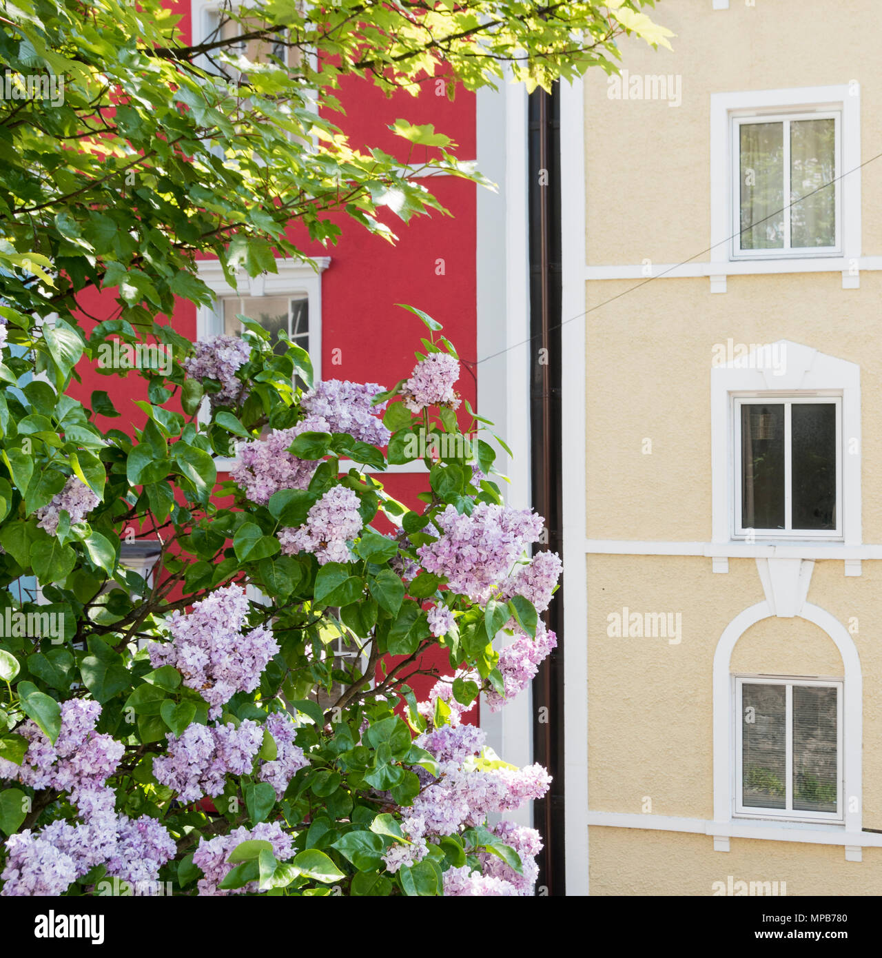 Lilac against painted house facades in Bristol Stock Photo - Alamy