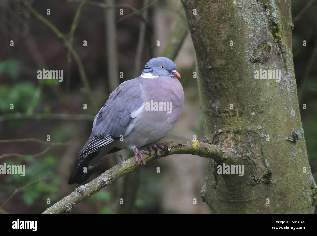 Pigeon in woodland hi-res stock photography and images - Alamy