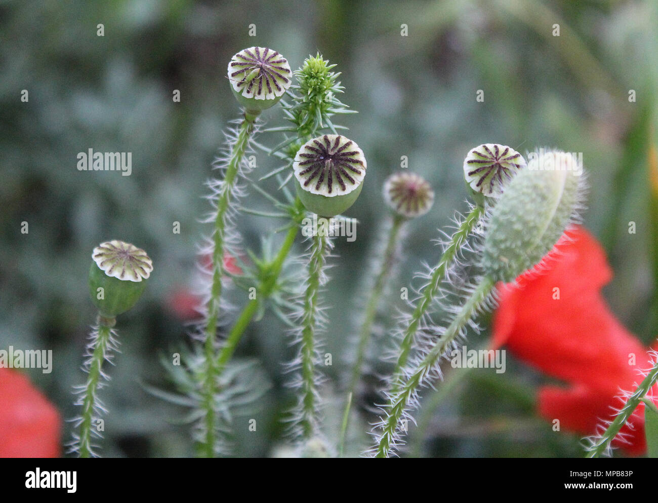 Weeds plants hi-res stock photography and images - Alamy