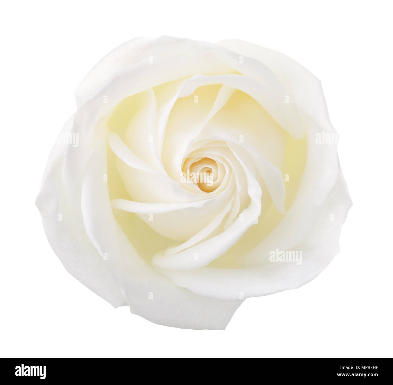 Rose of cream color isolated on white background Stock Photo - Alamy