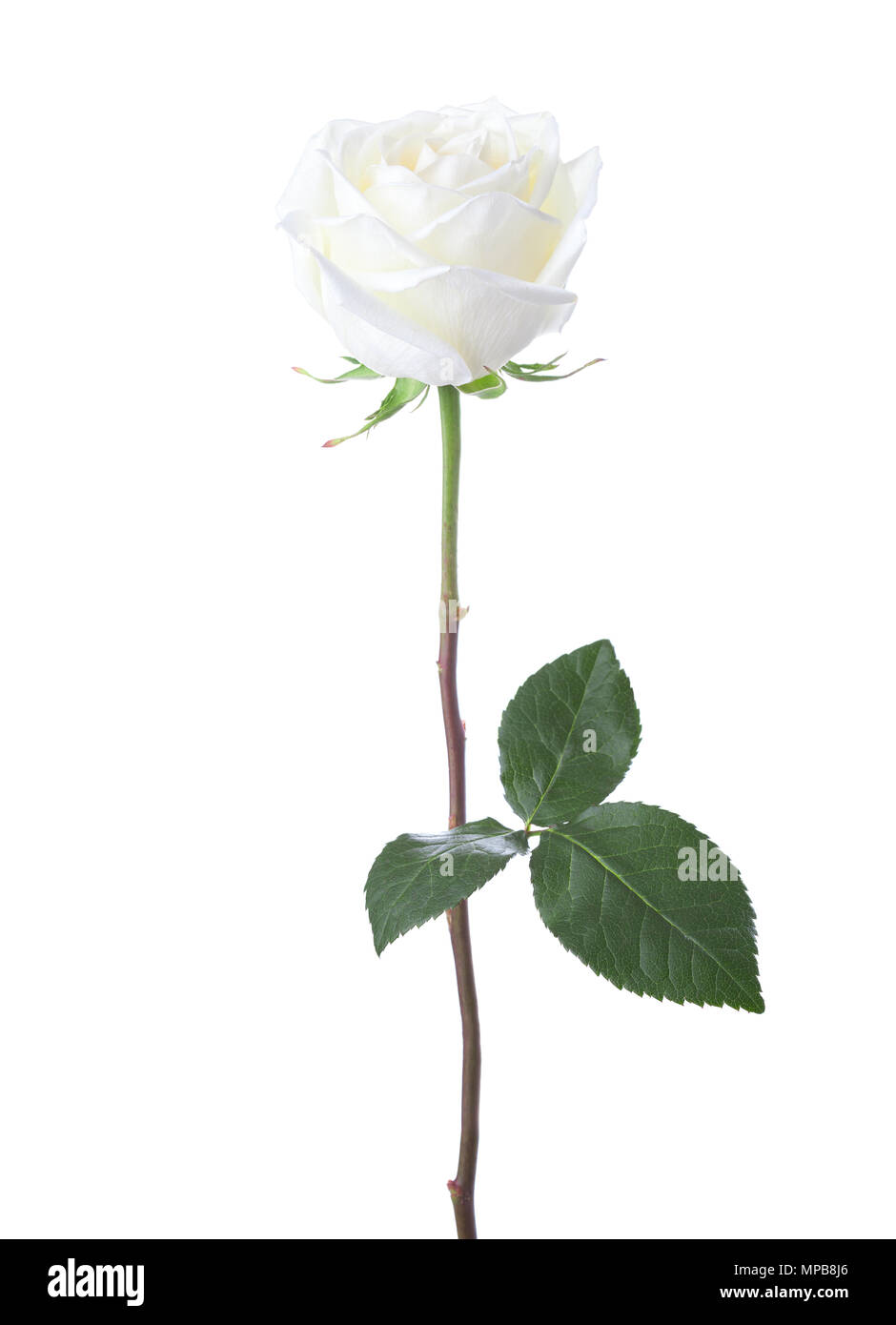 White rose isolated on white background Stock Photo - Alamy