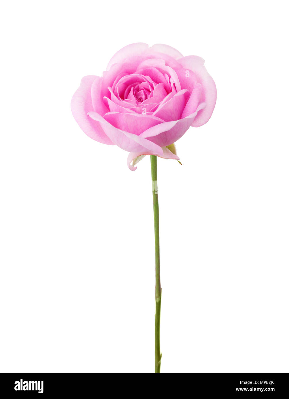 Light pink rose isolated on white background Stock Photo - Alamy