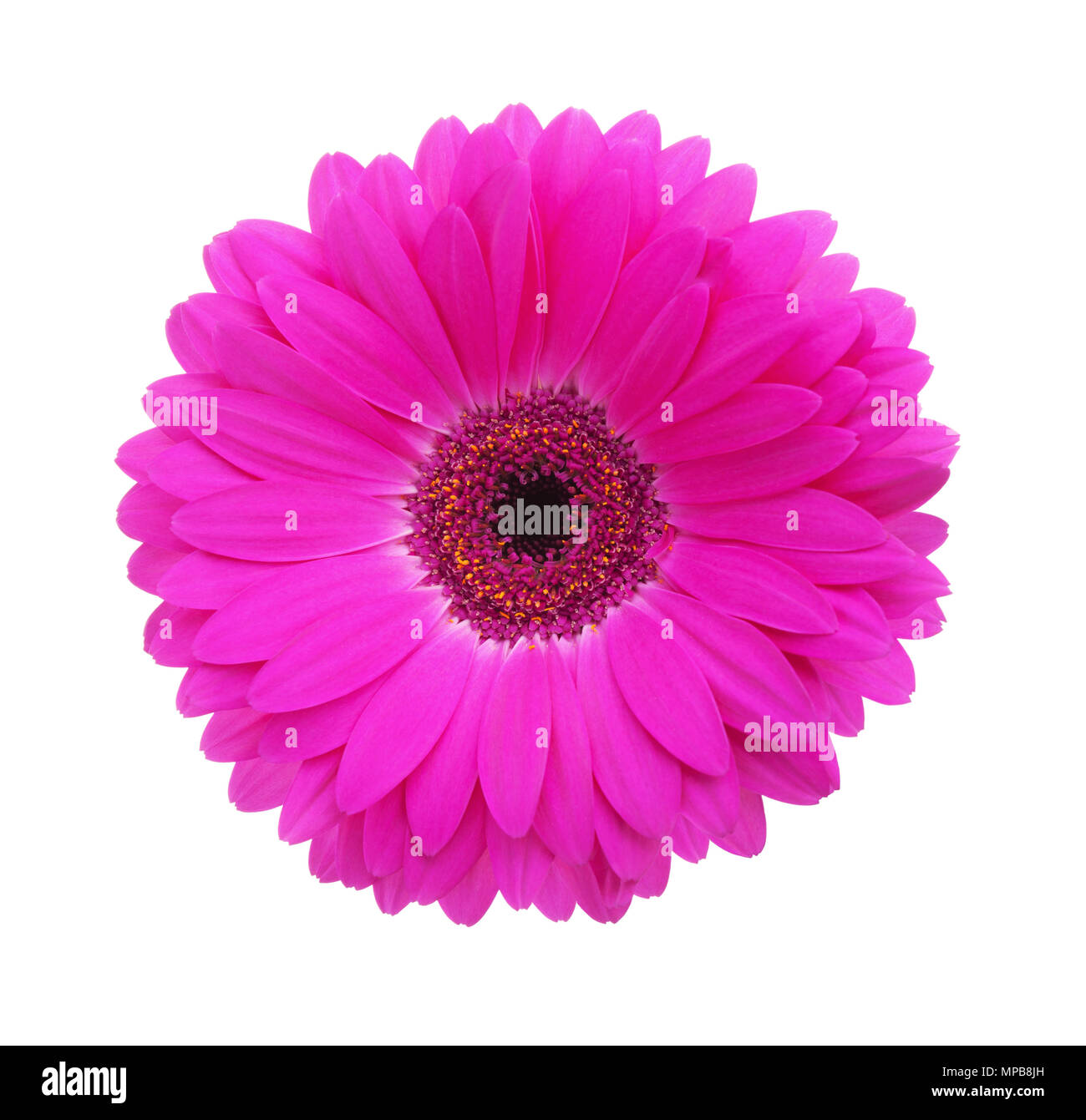 Gerbera flower of magenta color isolated on white background Stock ...