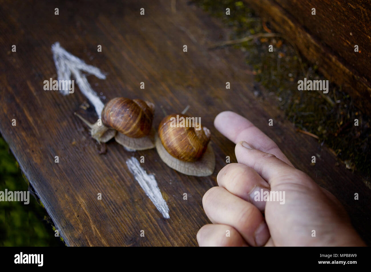 Human hand showing direction to snails crawling together Stock Photo ...