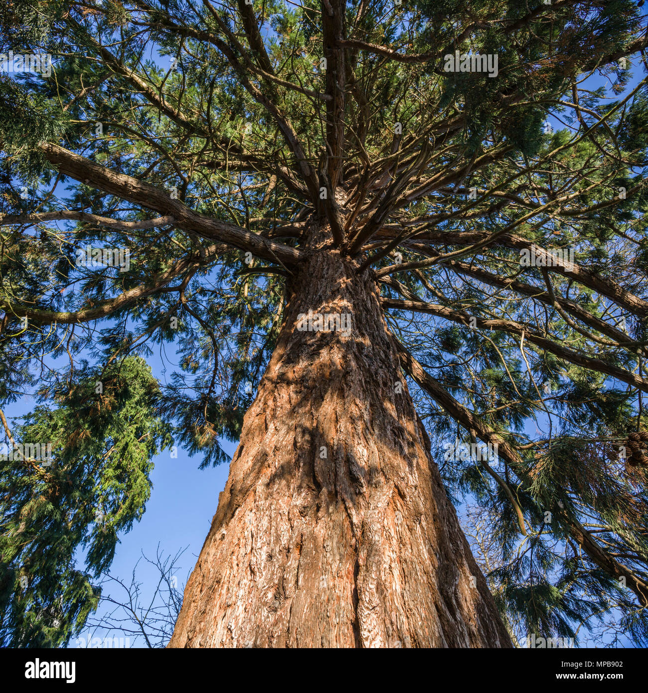 A redwood tree in Kelso churchyard, Scotland Stock Photo - Alamy