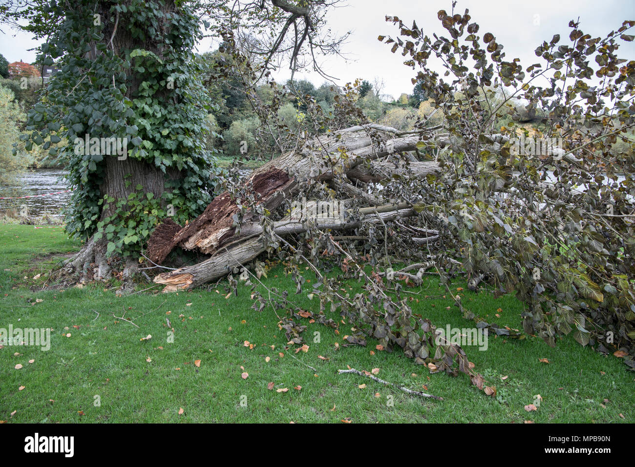 Tree beside the River Tweed in Kelso, Scottish Borders. Fallen in a ...