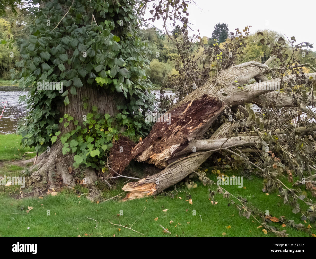 Tree beside the River Tweed in Kelso, Scottish Borders. Fallen in a ...
