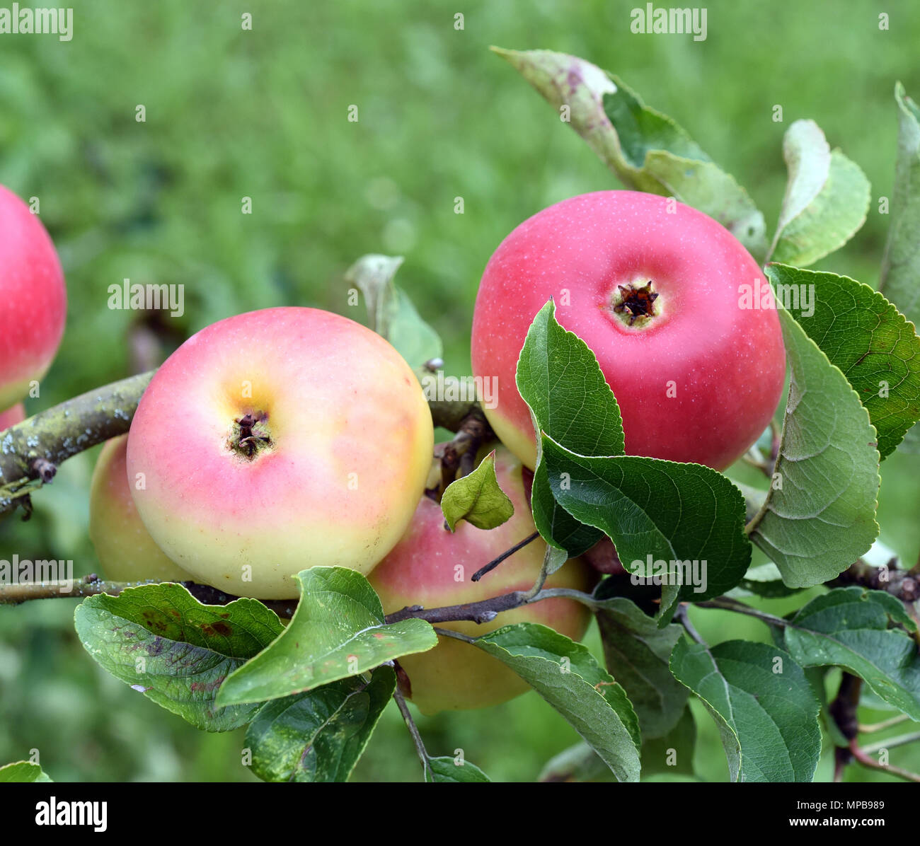 Gehrers hi-res stock photography and images - Alamy