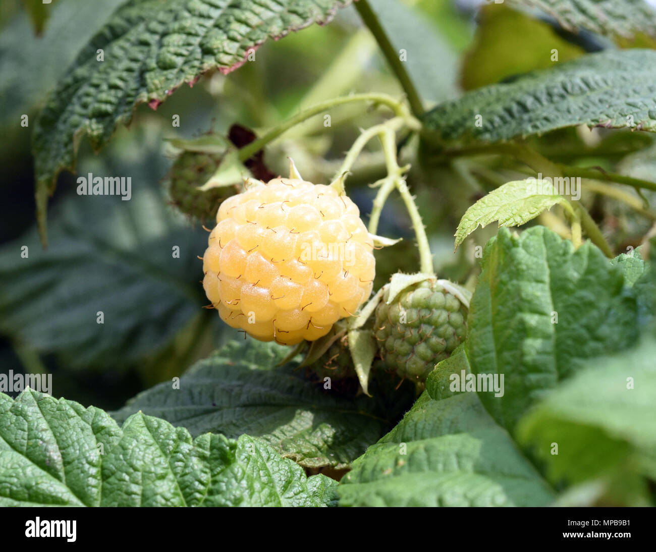 Himbeere, Gelbe, Elida, Golden Evereste, Rubus, idaeus Stock Photo - Alamy