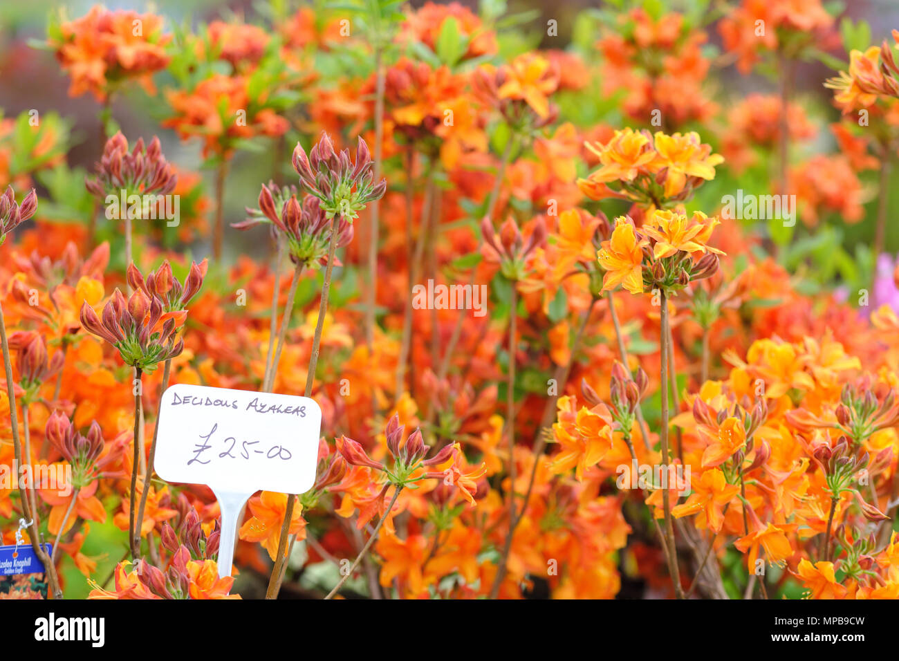 Orange azaleas hi-res stock photography and images - Alamy