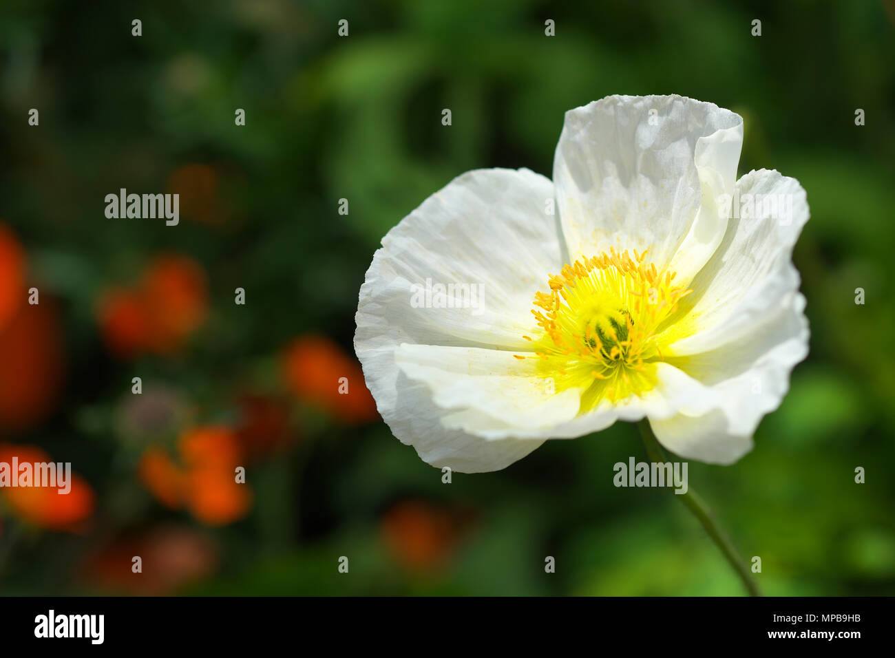 White Poppy High Resolution Stock Photography and Images - Alamy