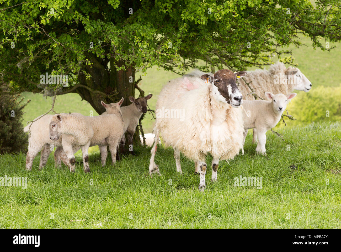 Sheep lamb in shade tree hi-res stock photography and images - Alamy