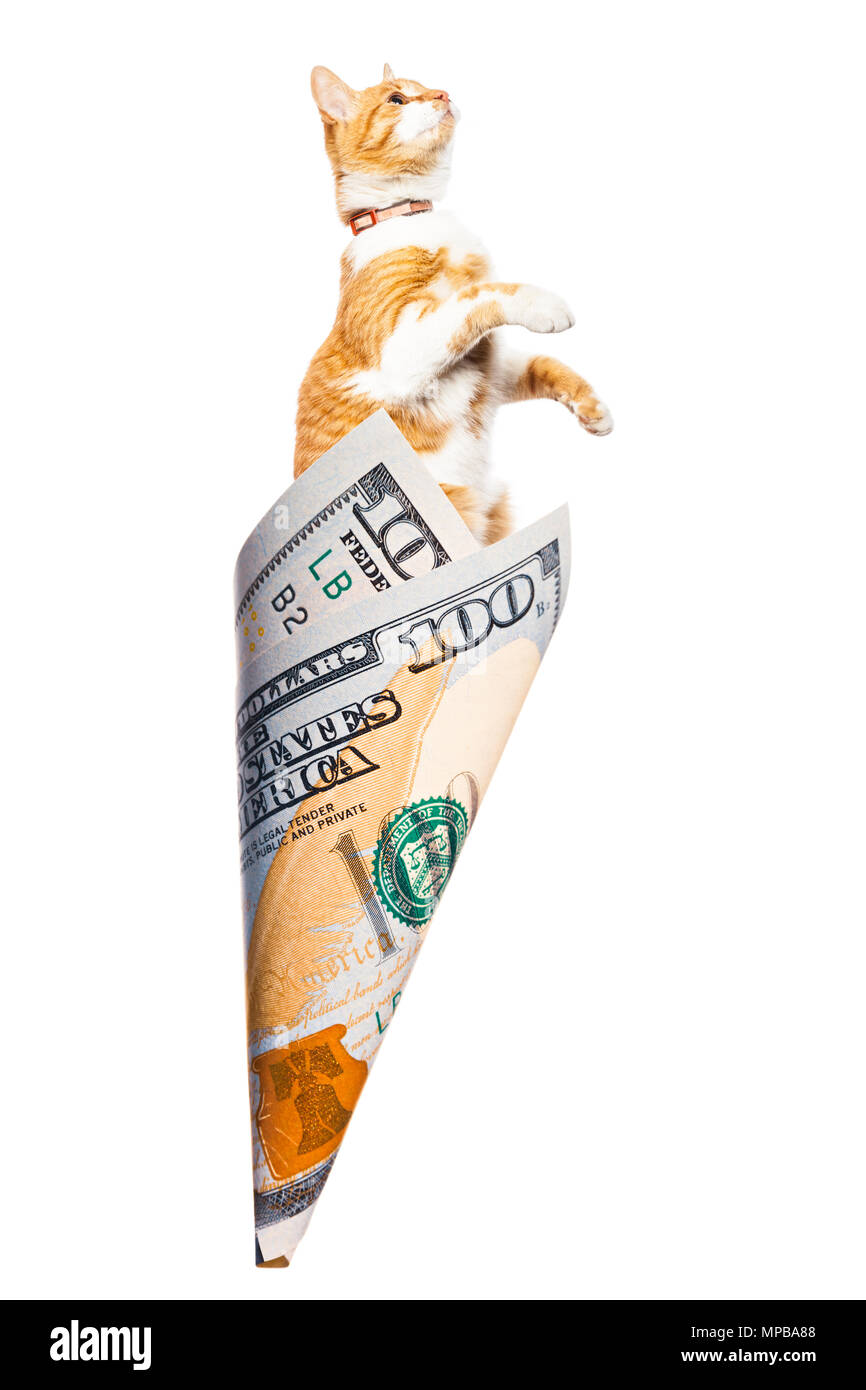 Paper money bag out of one hundred dollars with red cat inside isolated ...