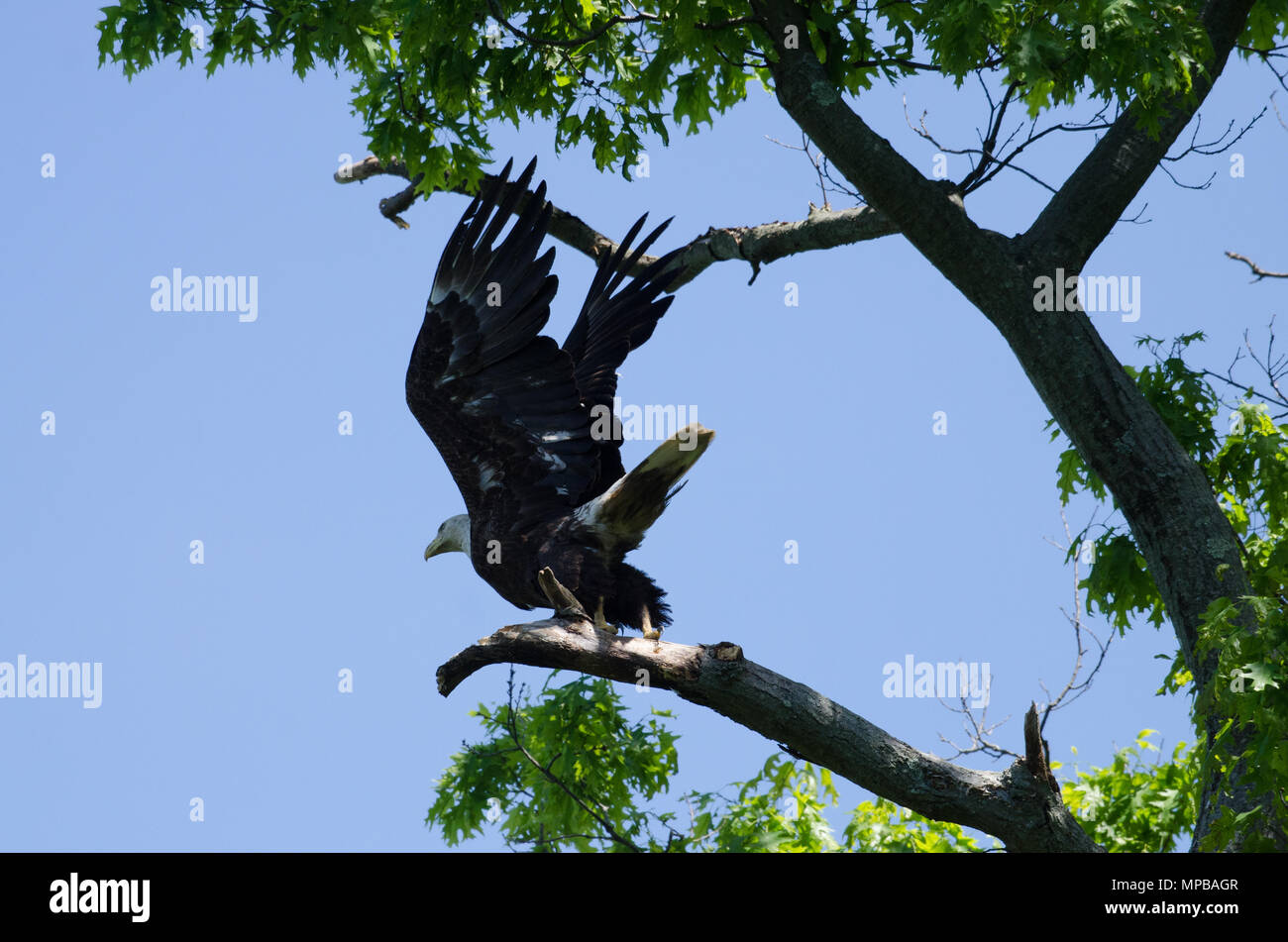 Eagle ready to fly Stock Photo - Alamy