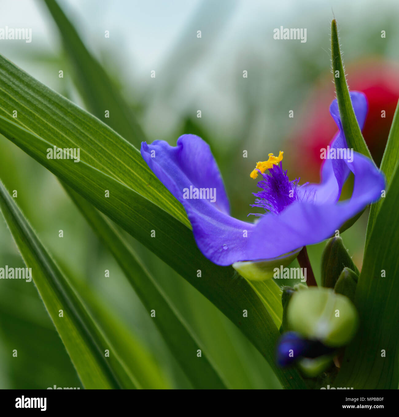 Flower of Tradescantia Stock Photo - Alamy