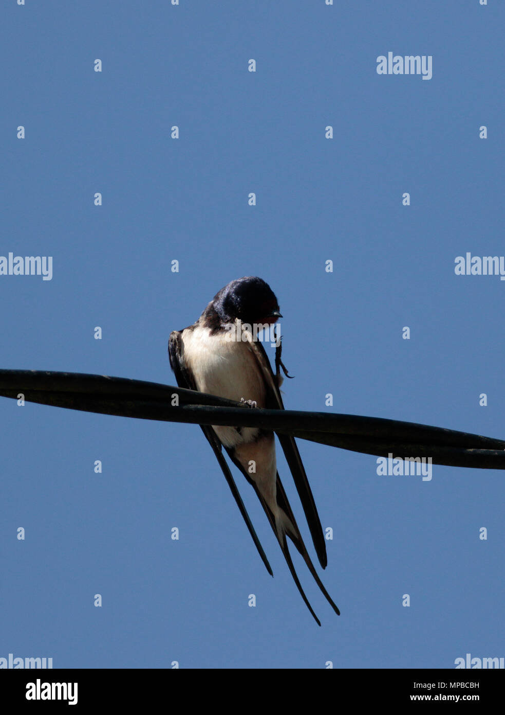 Swallows flying ireland hi-res stock photography and images - Alamy