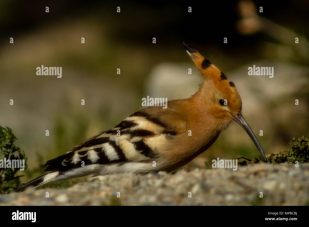 Upupa epops ssp epops hi-res stock photography and images - Alamy