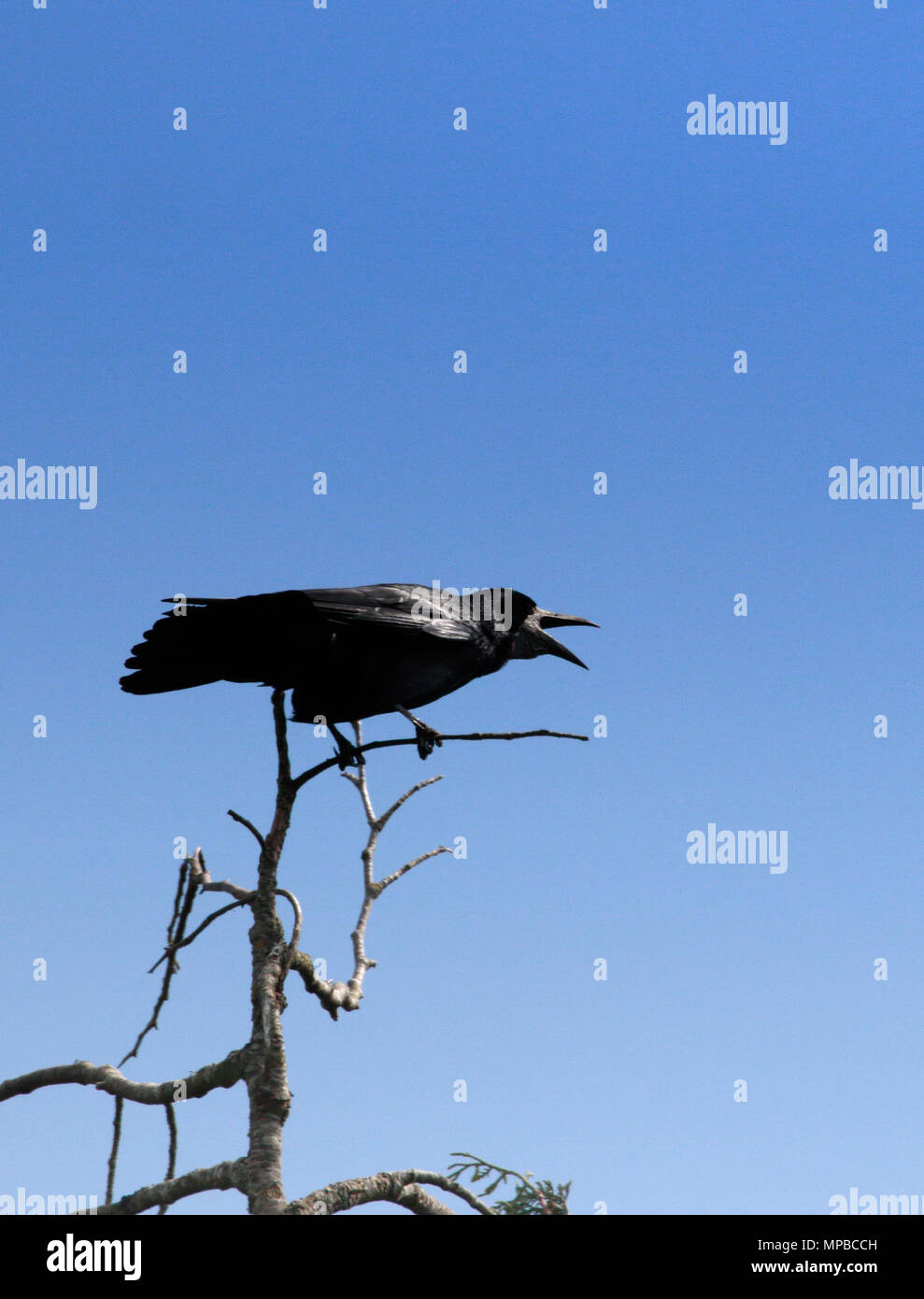 Rook behaviour hi-res stock photography and images - Alamy