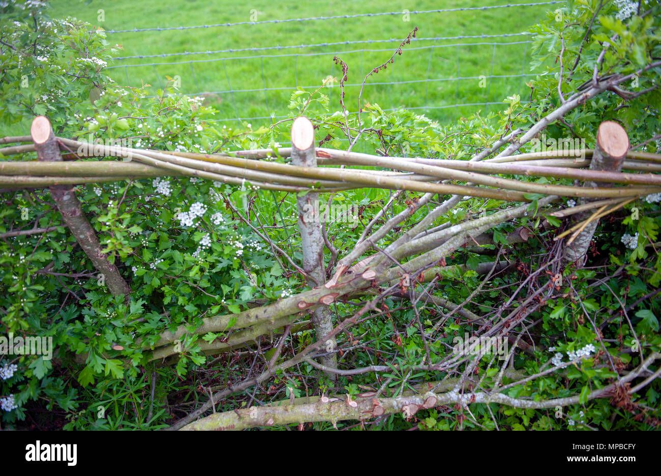 Hedge layer hi-res stock photography and images - Alamy