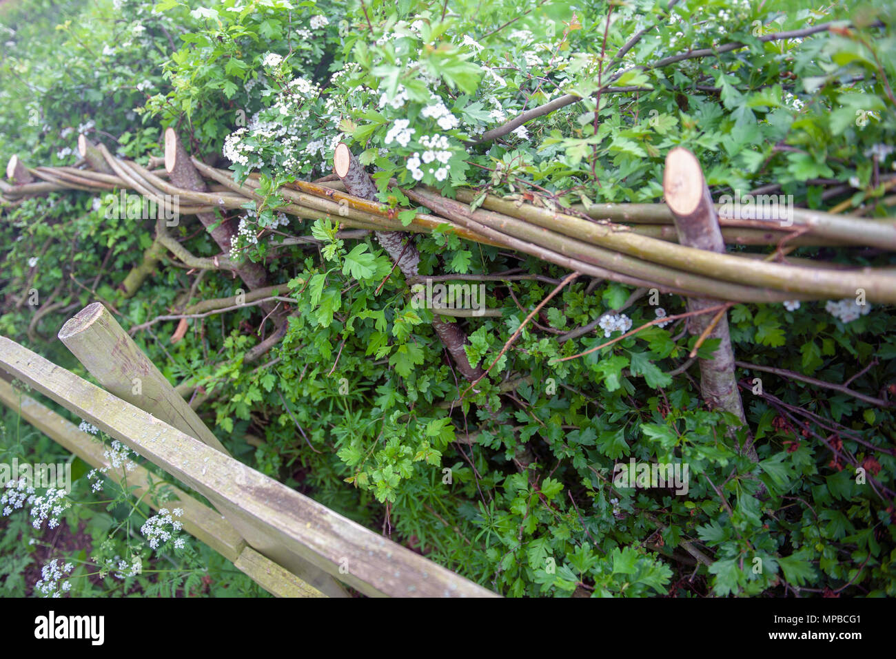 Laid hedges hi-res stock photography and images - Alamy