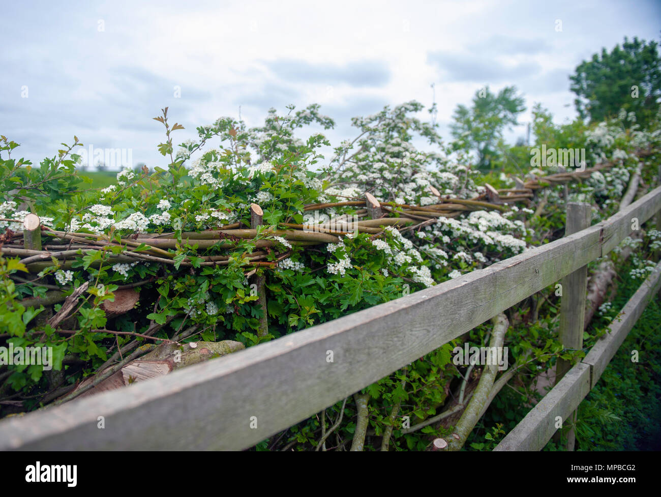 Hedge layer hi-res stock photography and images - Alamy