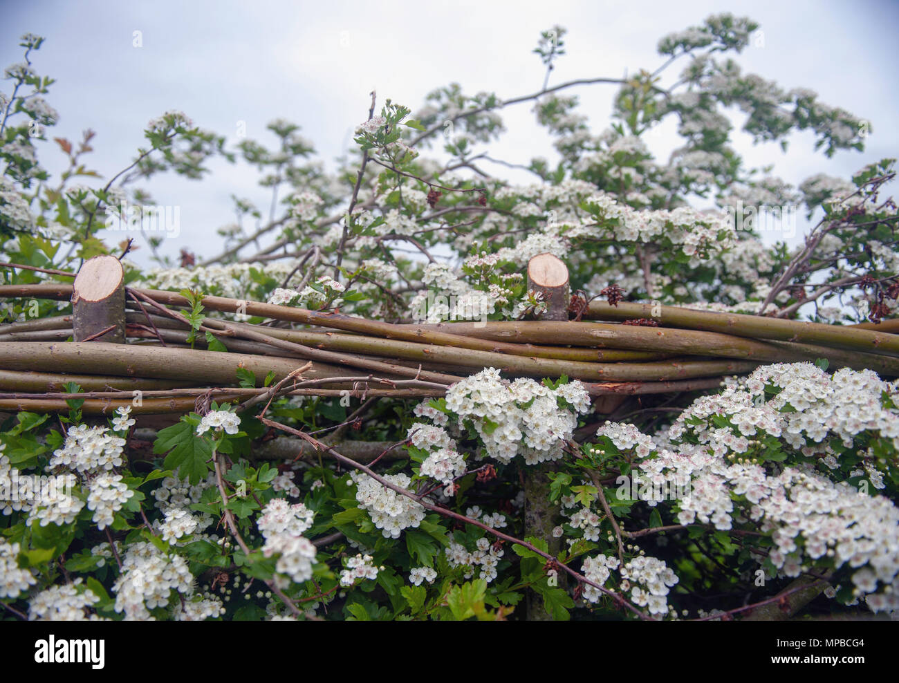Hedge layer hi-res stock photography and images - Alamy