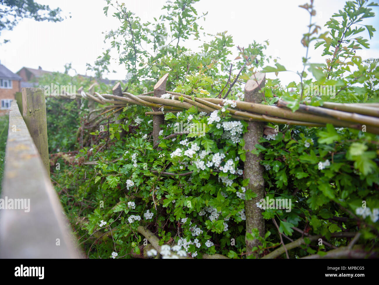 Hedge layer hi-res stock photography and images - Alamy