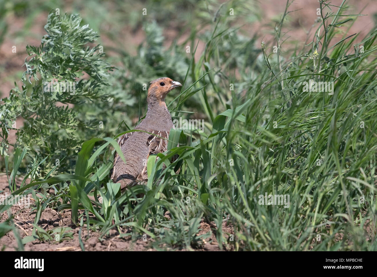 Grey Partridge Game Bird High Resolution Stock Photography and Images ...