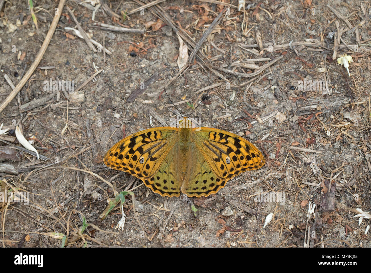 Cardinal butterfly hi-res stock photography and images - Alamy