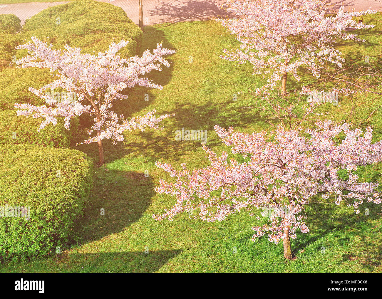 Cherry tree or sakura flowers blossom in spring garden on natural ...