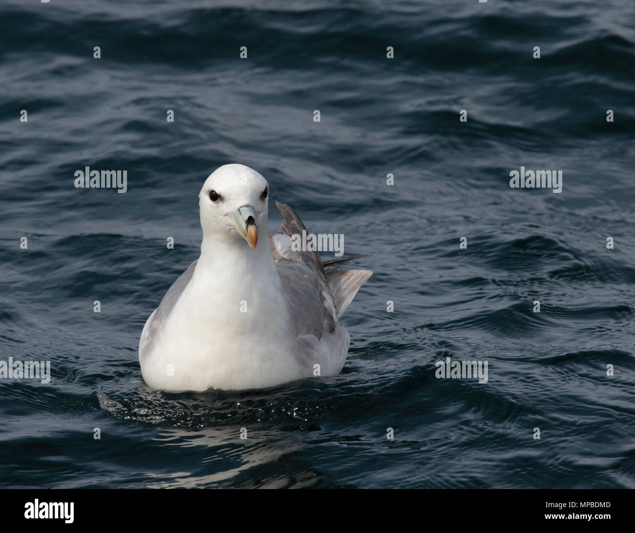 Fulmar sea ireland hi-res stock photography and images - Alamy