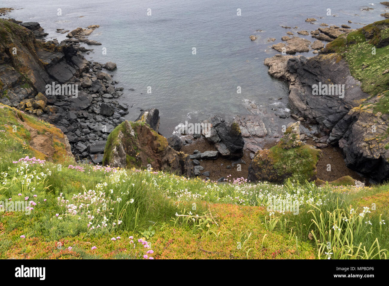 Lizard Cornwall Coast Path Flowers High Resolution Stock Photography ...