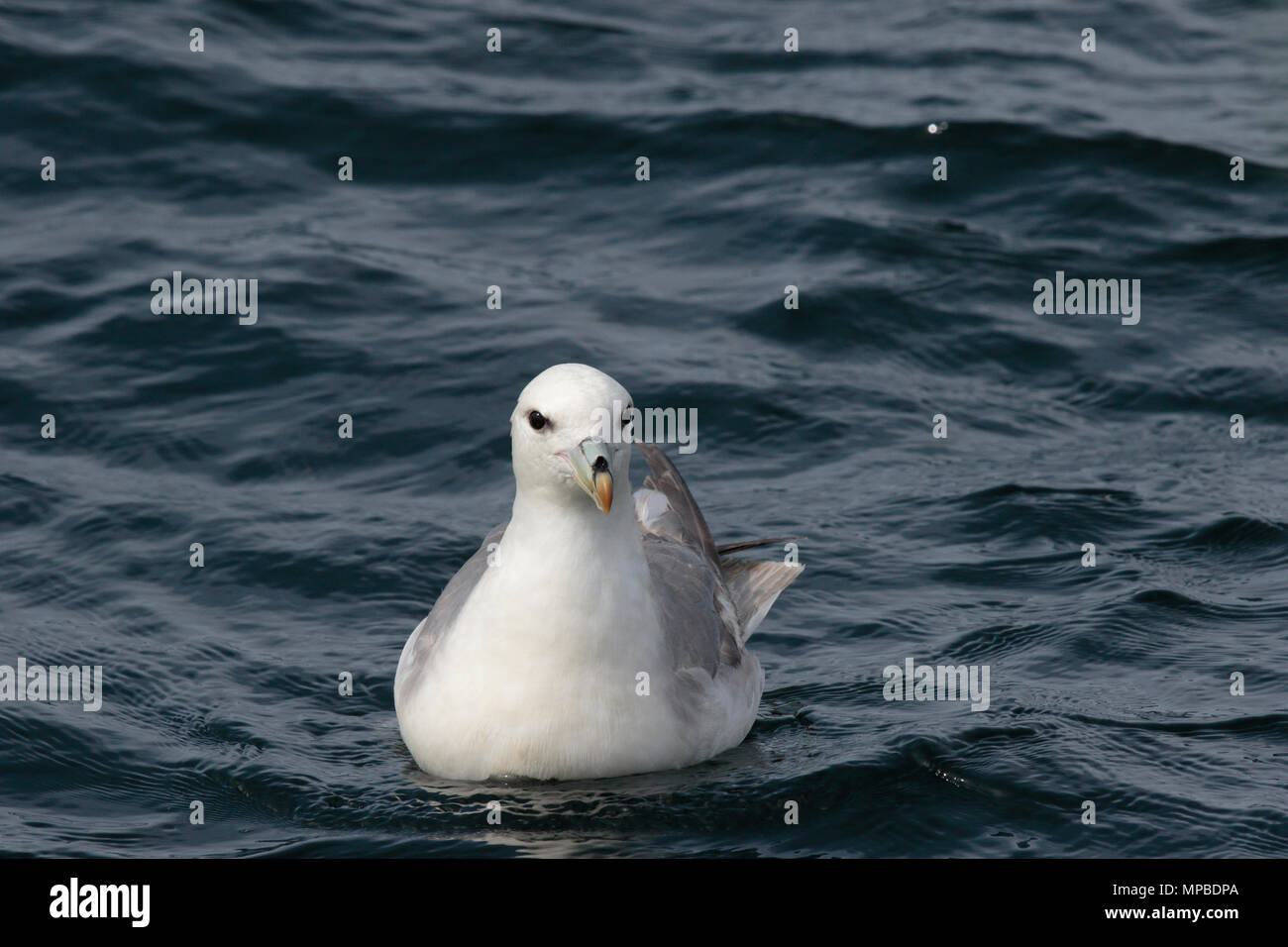 Fulmar sea ireland hi-res stock photography and images - Alamy