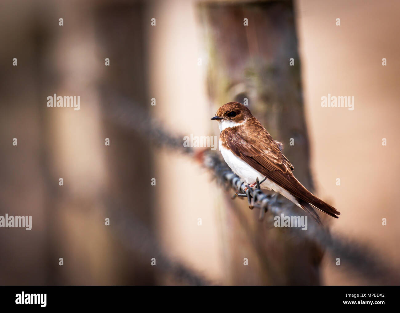 Sand martin on a fence hi-res stock photography and images - Alamy