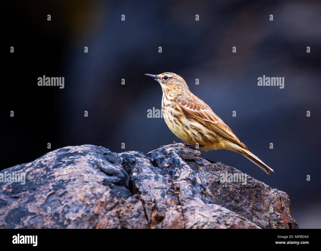 Cornish bird hi-res stock photography and images - Alamy