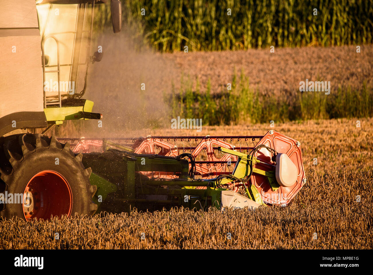 Harvester machine to harvest wheat field working. Combine harvester ...