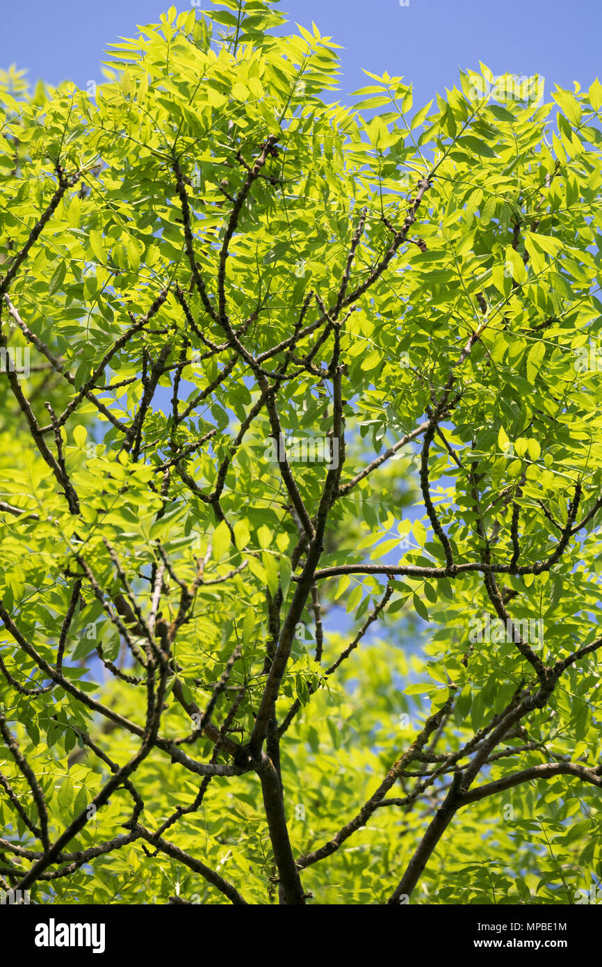 Common ash european ash fraxinus hi-res stock photography and images ...