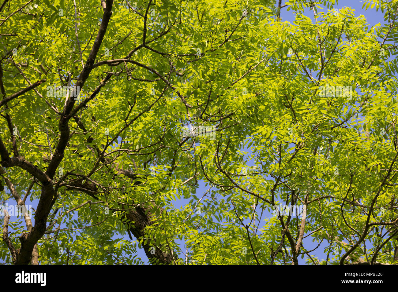 Ash leaf hi-res stock photography and images - Alamy