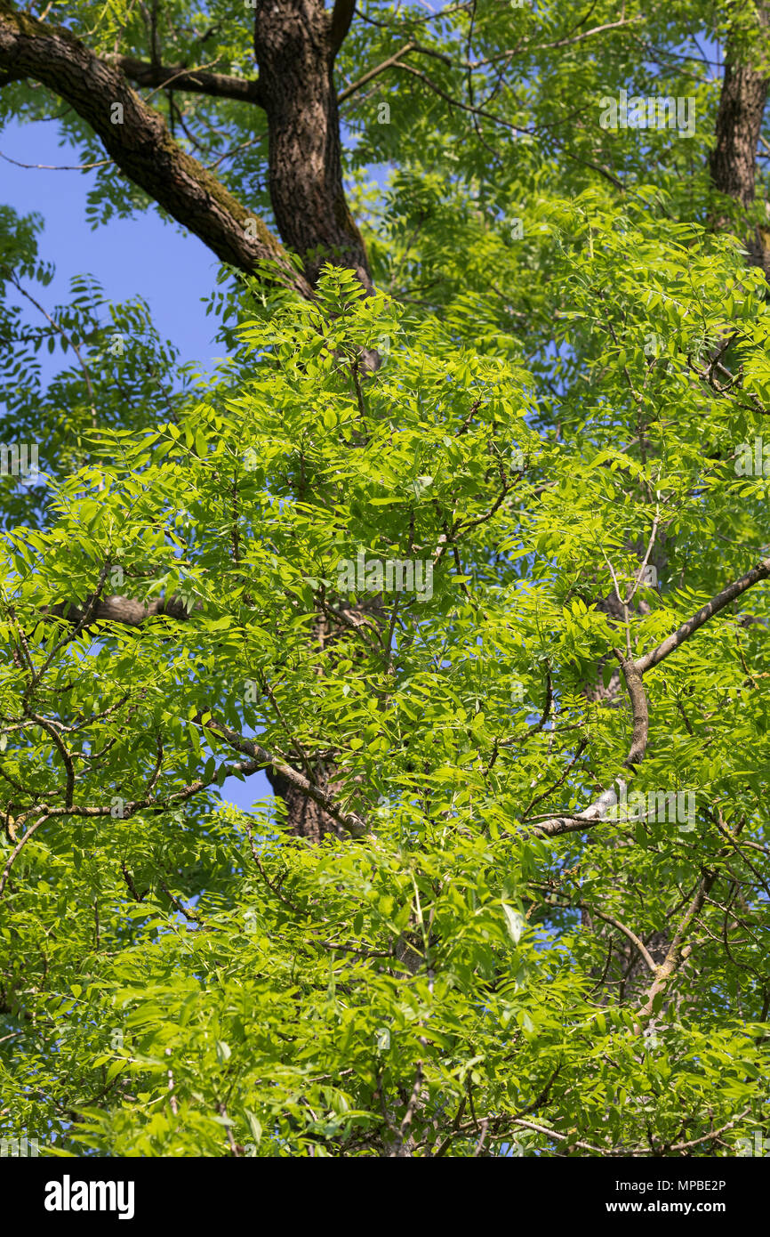 Gemeine esche (fraxinus excelsior) hi-res stock photography and images ...