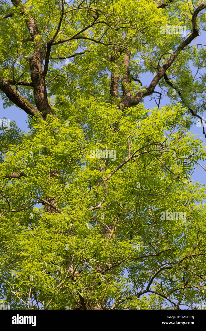 Gemeine esche (fraxinus excelsior) hi-res stock photography and images ...