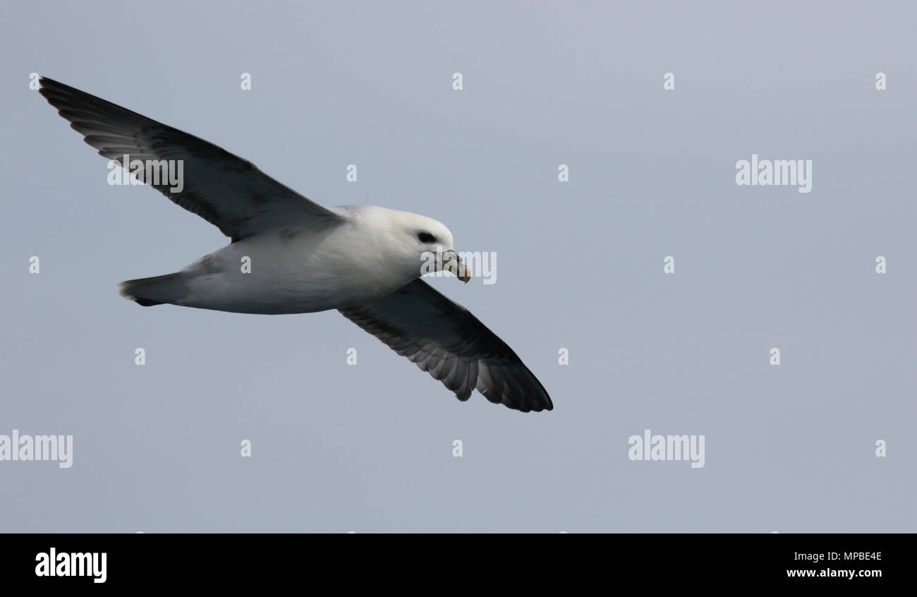 Fulmar sea ireland hi-res stock photography and images - Alamy