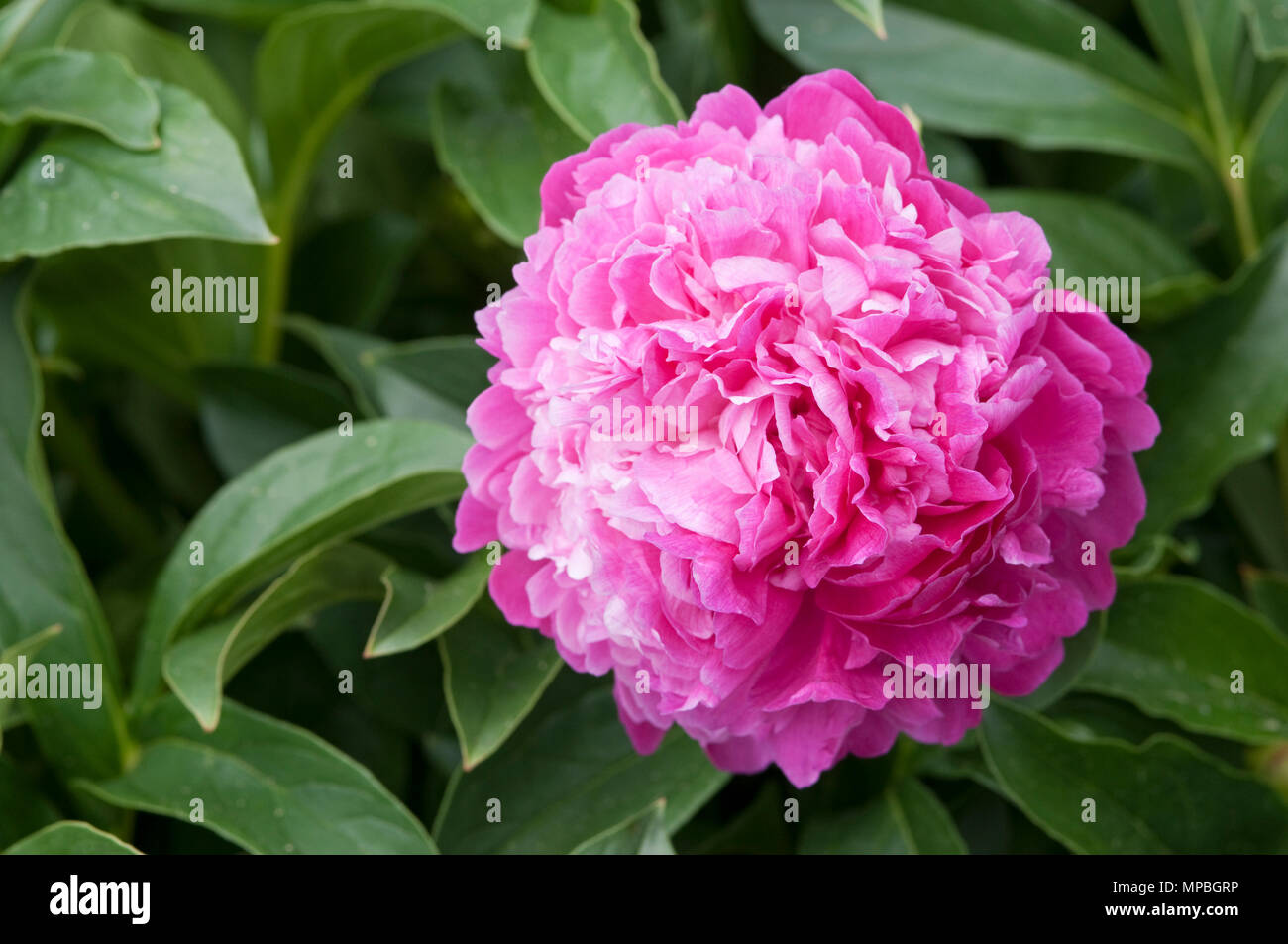 PAEONIA LACTIFLORA 'AMALIA OLSON' Stock Photo - Alamy