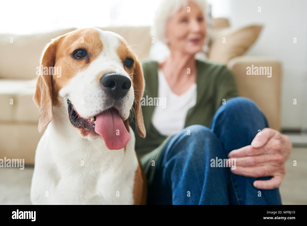 Retired happy retirement dog hi-res stock photography and images - Alamy