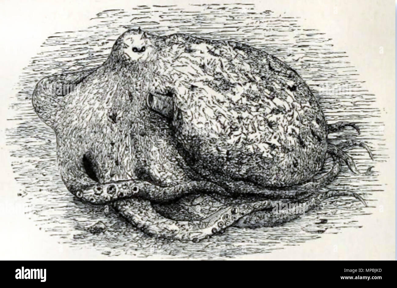 . English: Common octopus (Octopus vulgaris) resting; Octopodidae ...