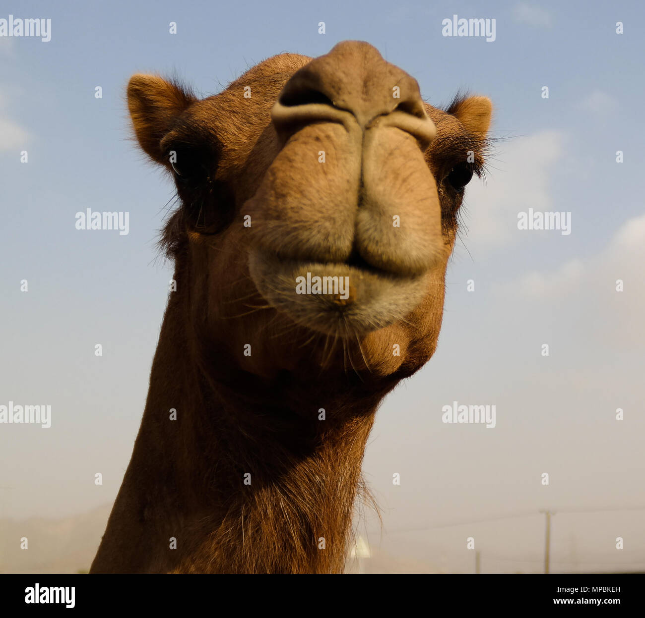 Portrait of funny camel head in Sharjah, UAE Stock Photo - Alamy