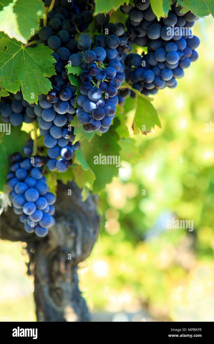 Grapes growing hi-res stock photography and images - Alamy
