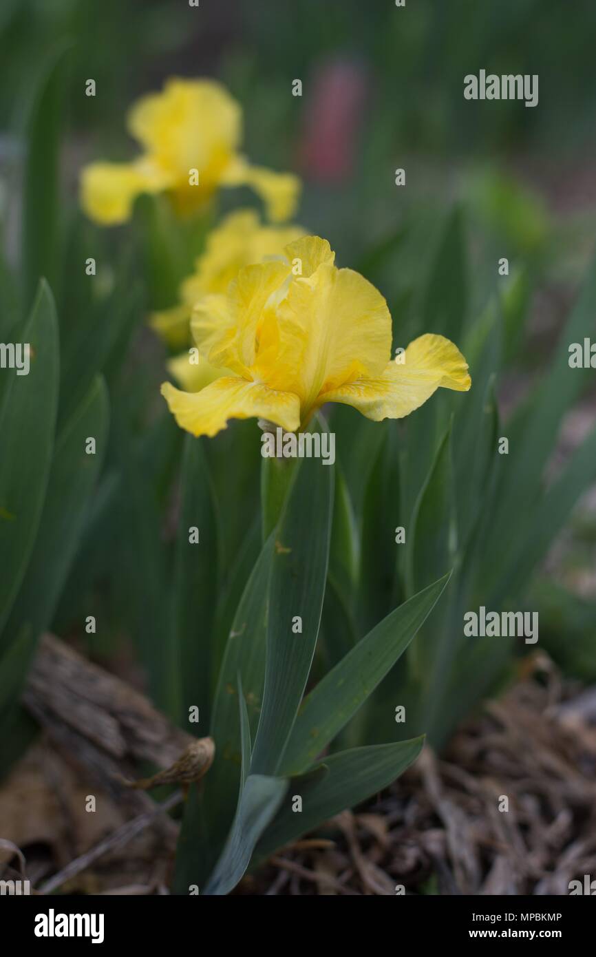 Bearded doll hi-res stock photography and images - Alamy