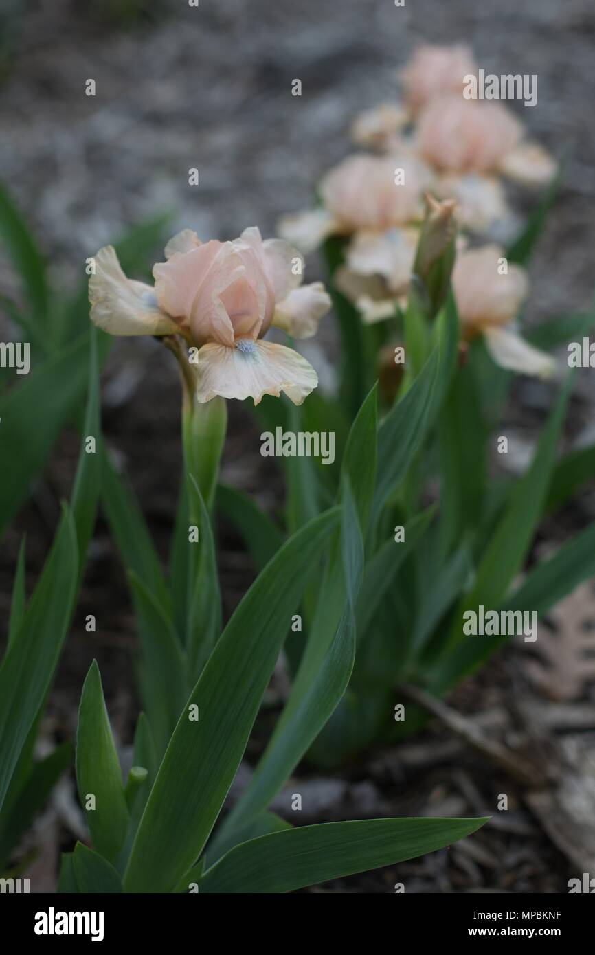 Standard dwarf bearded iris hi-res stock photography and images - Alamy Standard dwarf bearded iris hi-res stock photography and images - Alamy